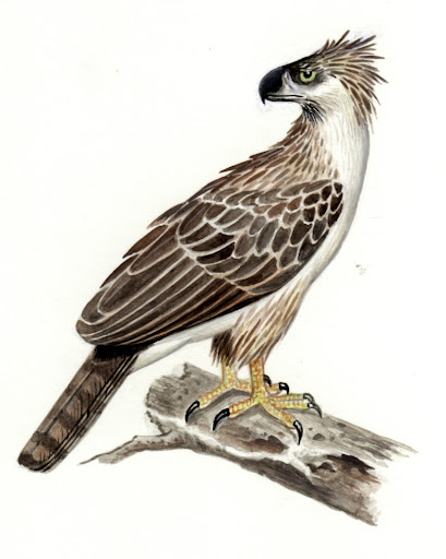 philvisualarts: On the Brink of Extinction with Oscar Figuracion Jr.